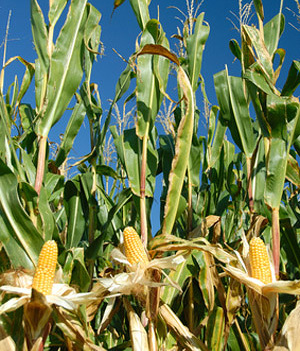 Das alltägliche Wunder